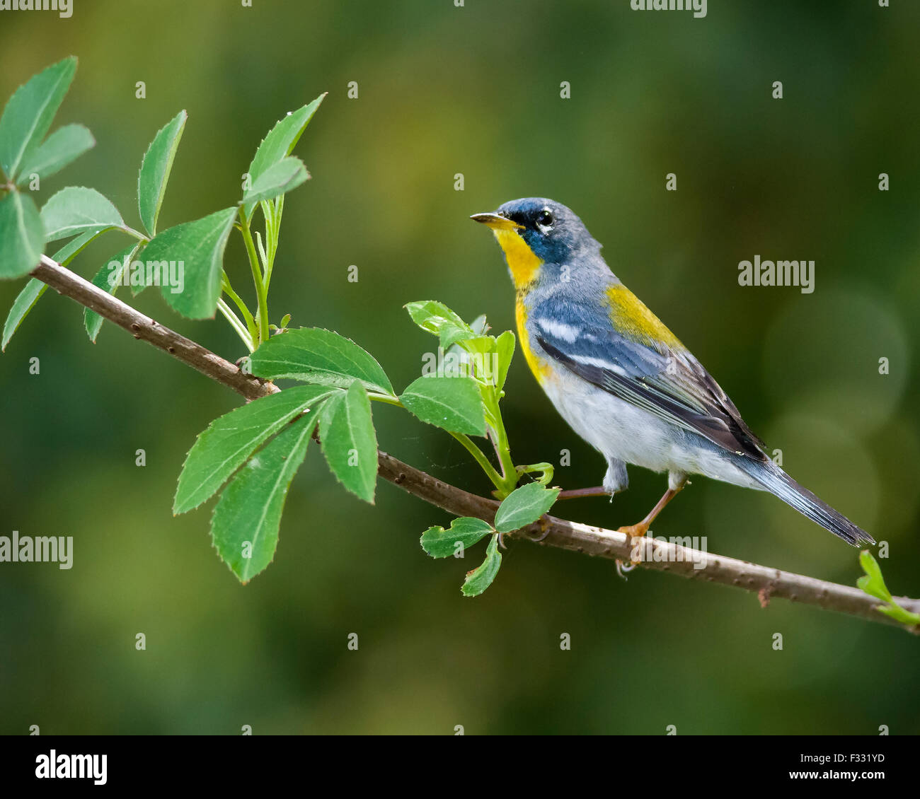 Northern parula hi-res stock photography and images - Alamy