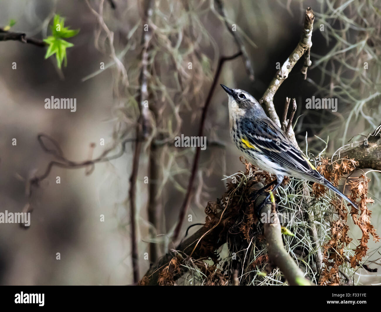 Florida colourful birds hi-res stock photography and images - Alamy