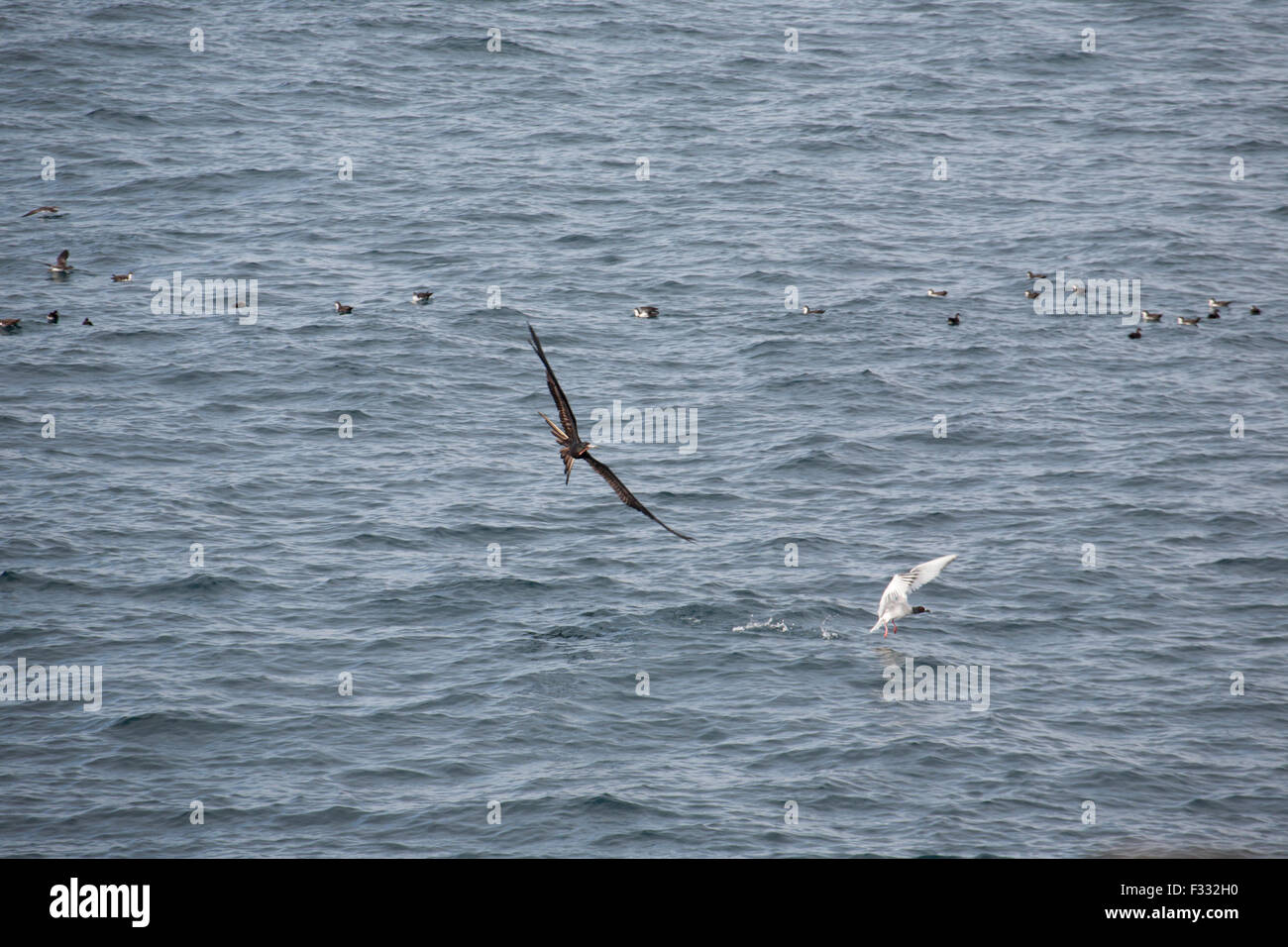 Interspecific Competition Ocean