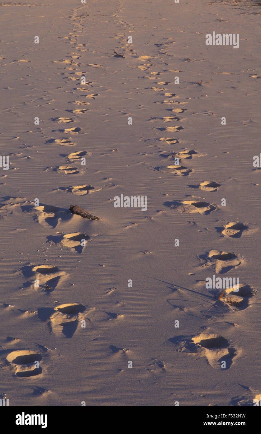 Queensland beaches hi-res stock photography and images - Alamy