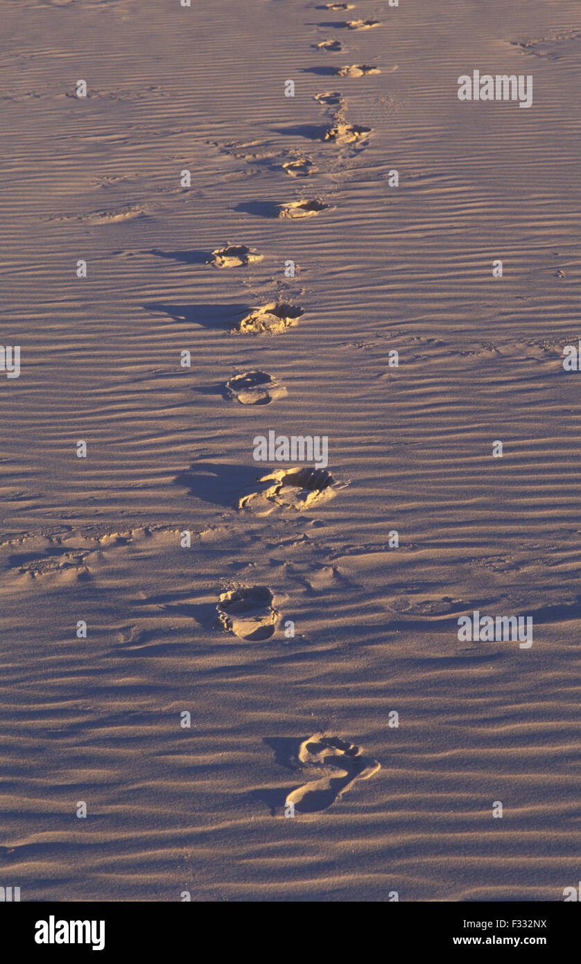 FOOTPRINTS IN THE SAND, QUEENSLAND, AUSTRALIA Stock Photo - Alamy