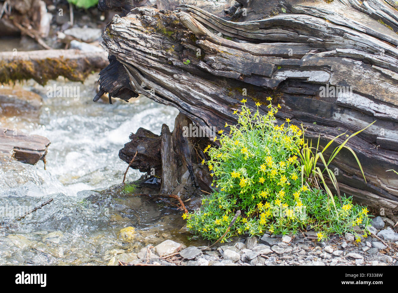 Fresh yellow flowers at the waterside of a waterfall, Switzerland Stock ...