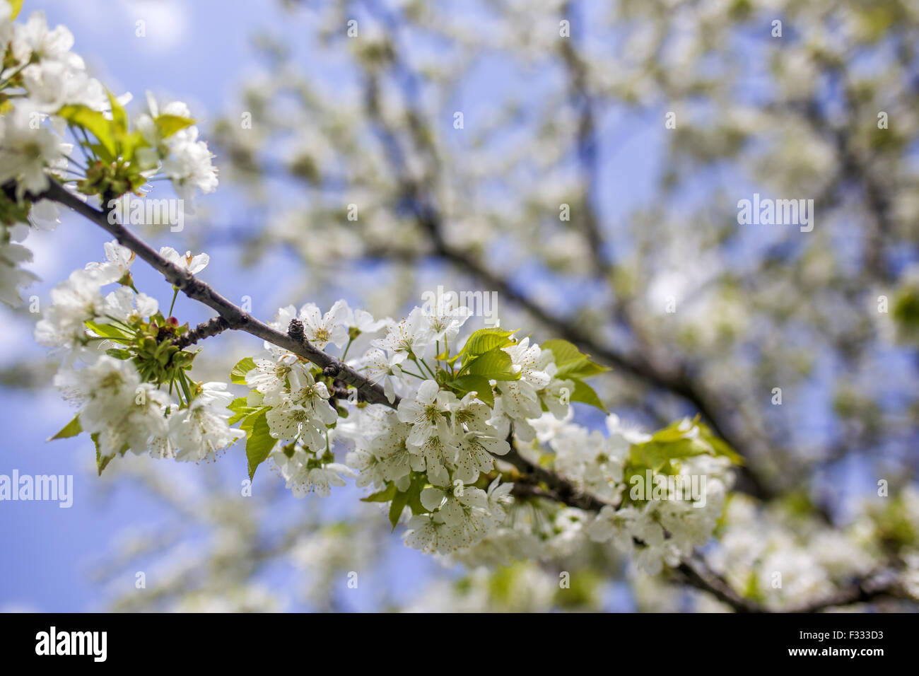Flower branches hi-res stock photography and images - Alamy