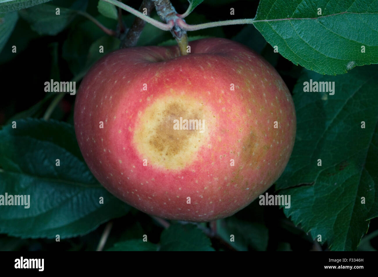 Boskoop, Boskop, Winter-Apfel Stock Photo - Alamy