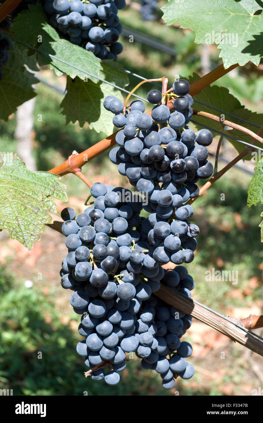 Rote weintrauben hi-res stock photography and images - Alamy