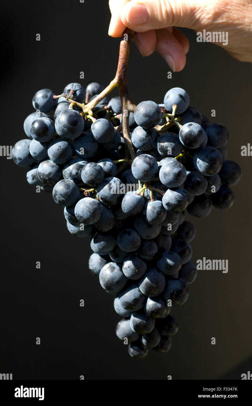 Dornfelder hintergrund hi-res stock photography and images - Alamy