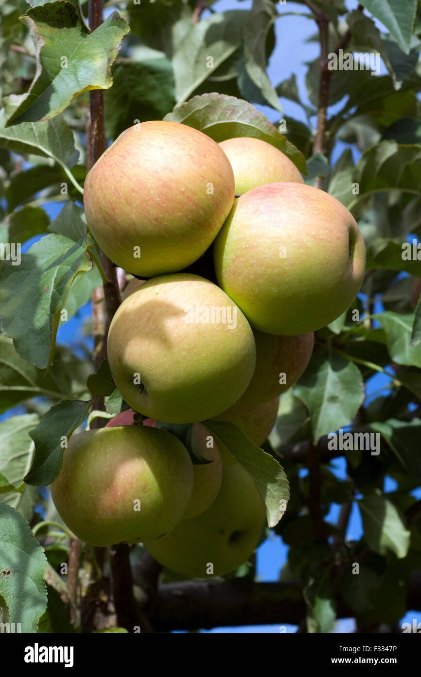 Elstar, Apfel, Malus, domestica Stock Photo - Alamy