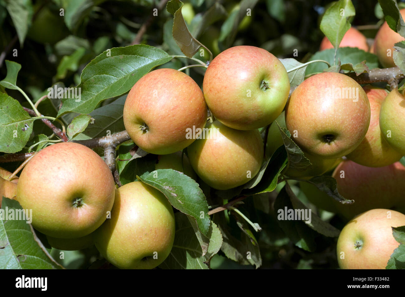 Elstar, Apfel, Malus, domestica Stock Photo - Alamy