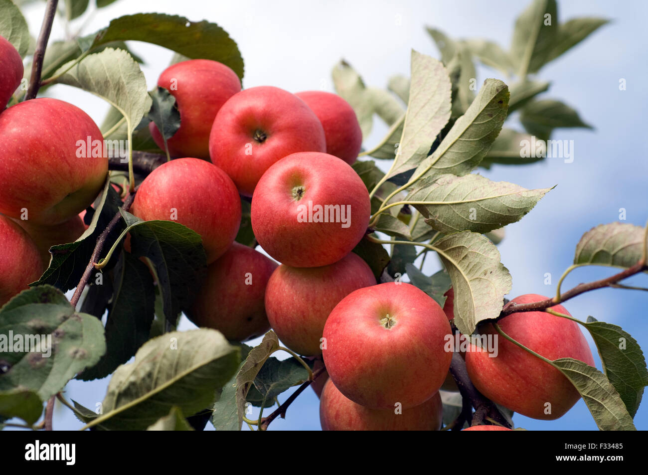 Elstar, Apfel, Malus, domestica Stock Photo - Alamy