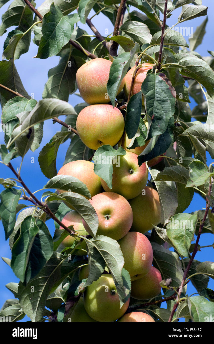 Elstar, Apfel, Malus, domestica Stock Photo - Alamy