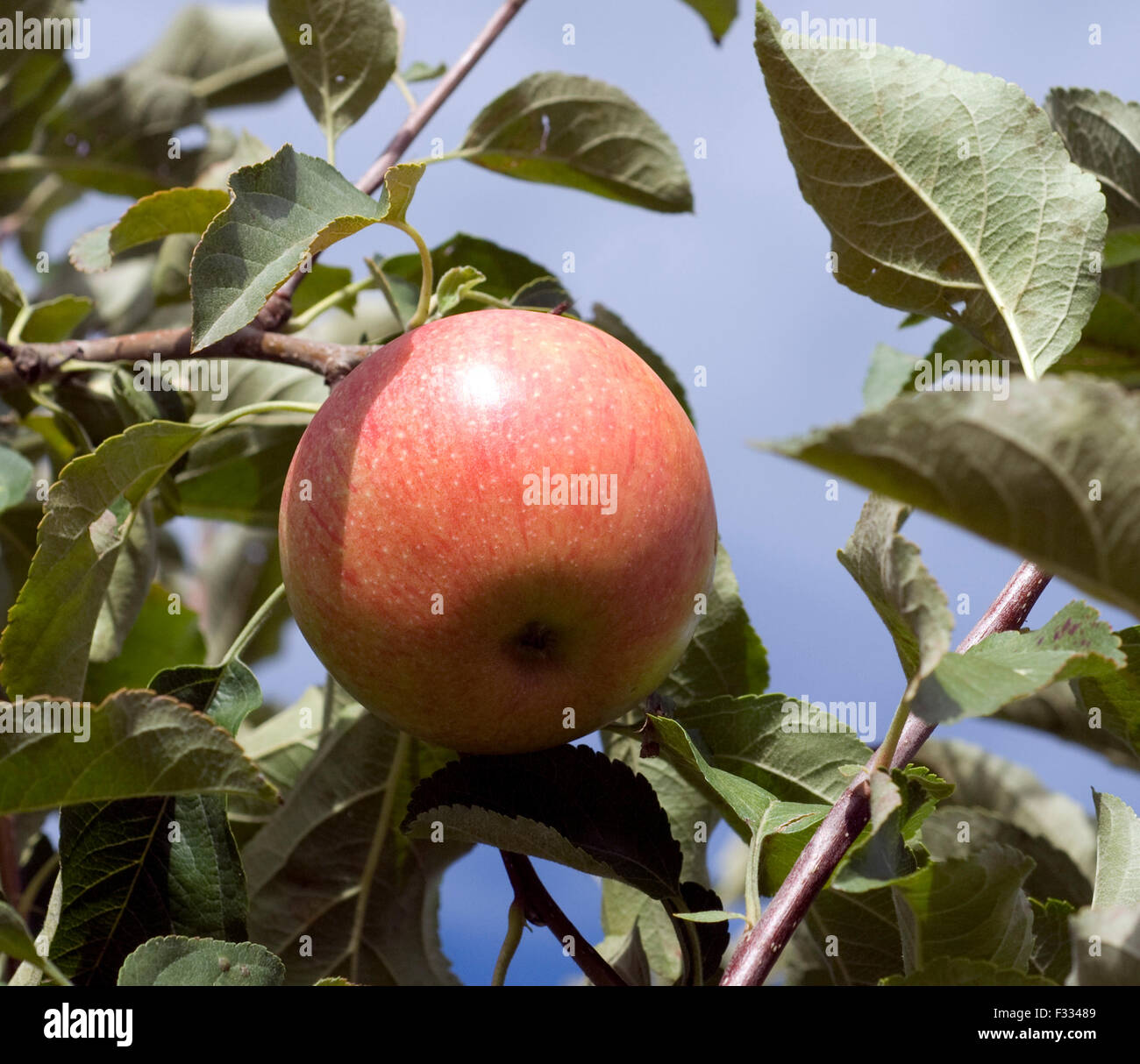 Apple Tree Malus Domestica Elstar Stock Photos & Apple Tree Malus ...