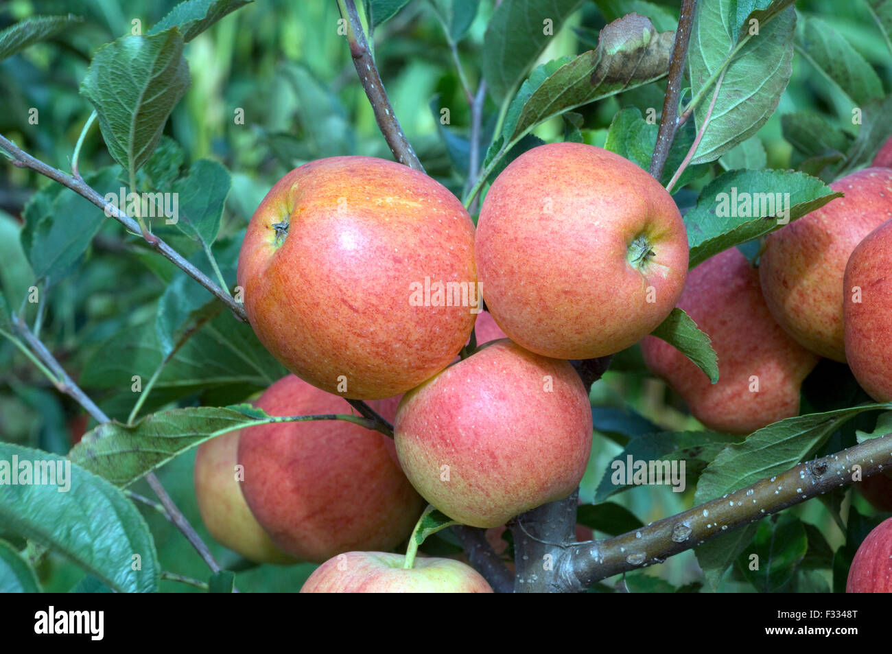 Elstar, Apfel, Malus, domestica Stock Photo - Alamy