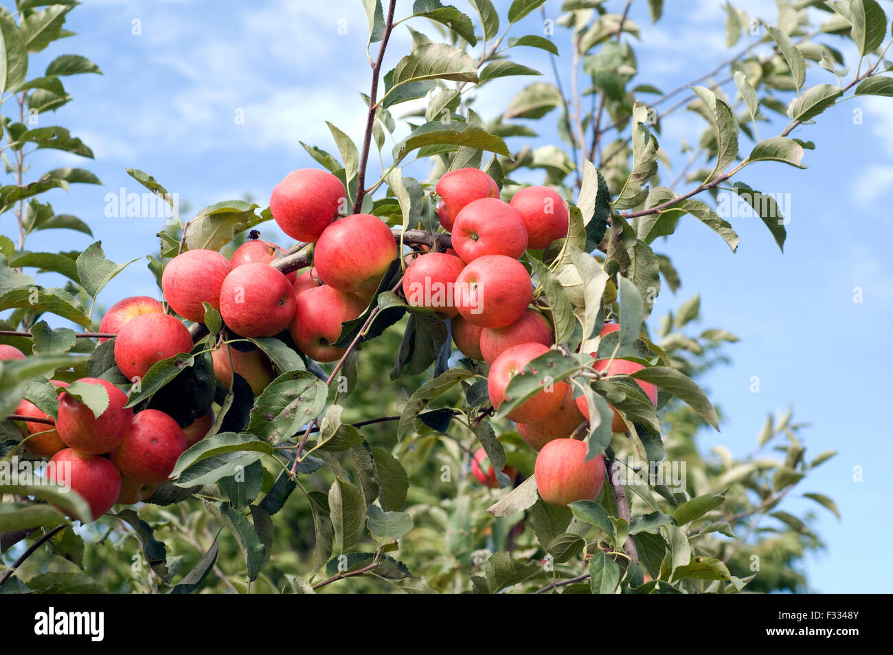 Elstar, Apfel, Malus, domestica Stock Photo - Alamy
