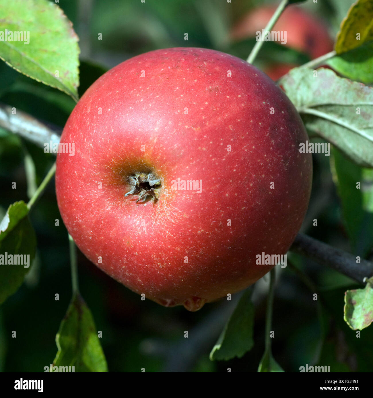Apple tree malus domestica elstar hi-res stock photography and images ...