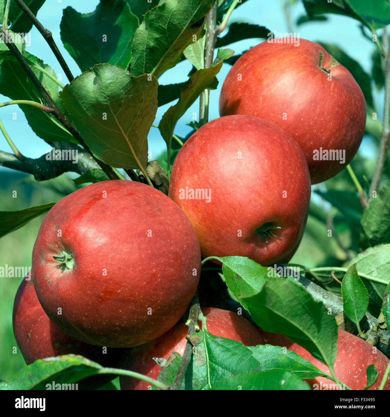 Elstar, Apfel, Malus, domestica Stock Photo - Alamy