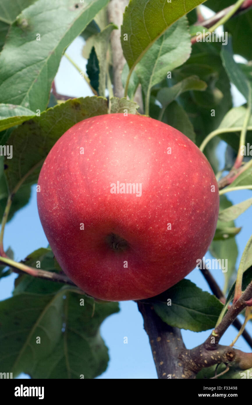 Elstar, Apfel, Malus, domestica Stock Photo - Alamy