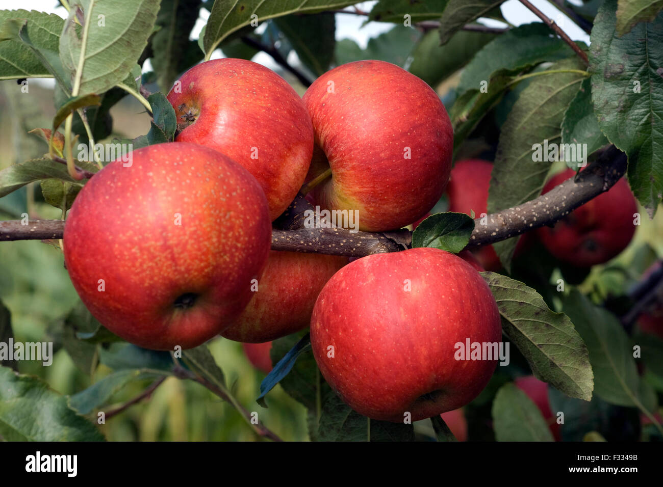 Elstar, Apfel, Malus, domestica Stock Photo - Alamy