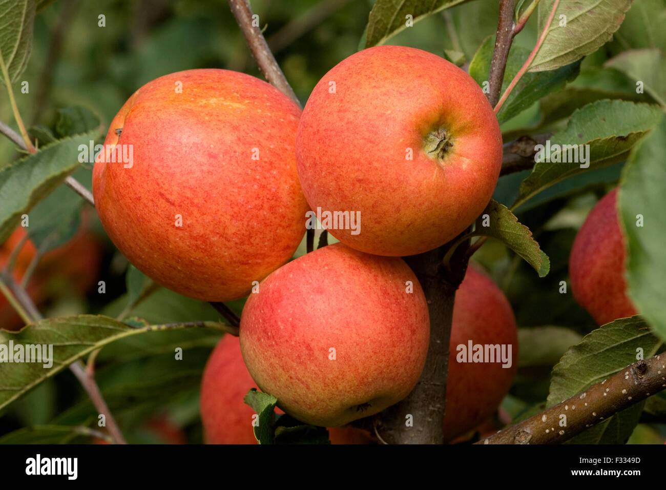 Elstar, Apfel, Malus, domestica Stock Photo - Alamy