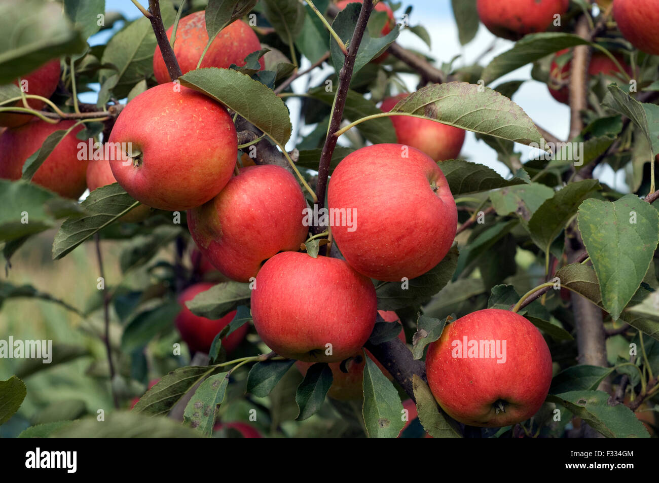 Elstar, Apfel, Malus, domestica Stock Photo - Alamy