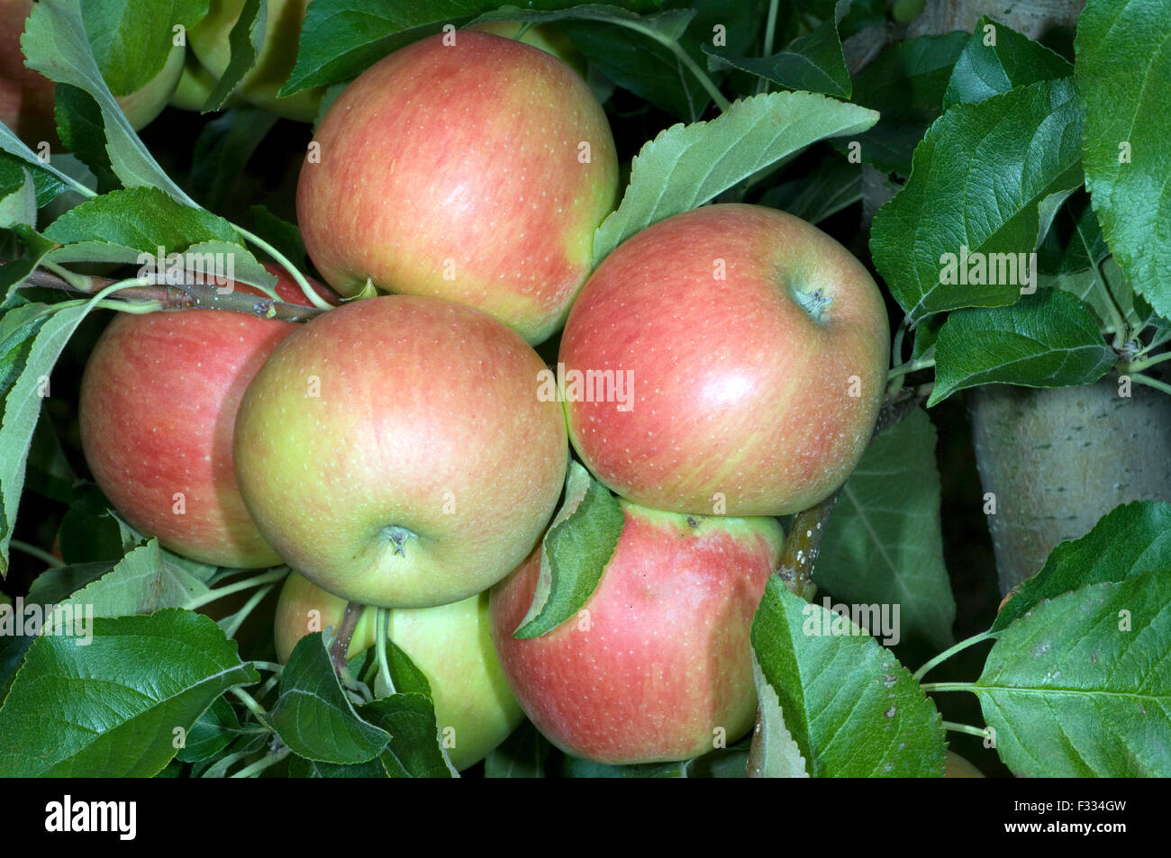 Elstar, Apfel, Malus, domestica Stock Photo - Alamy