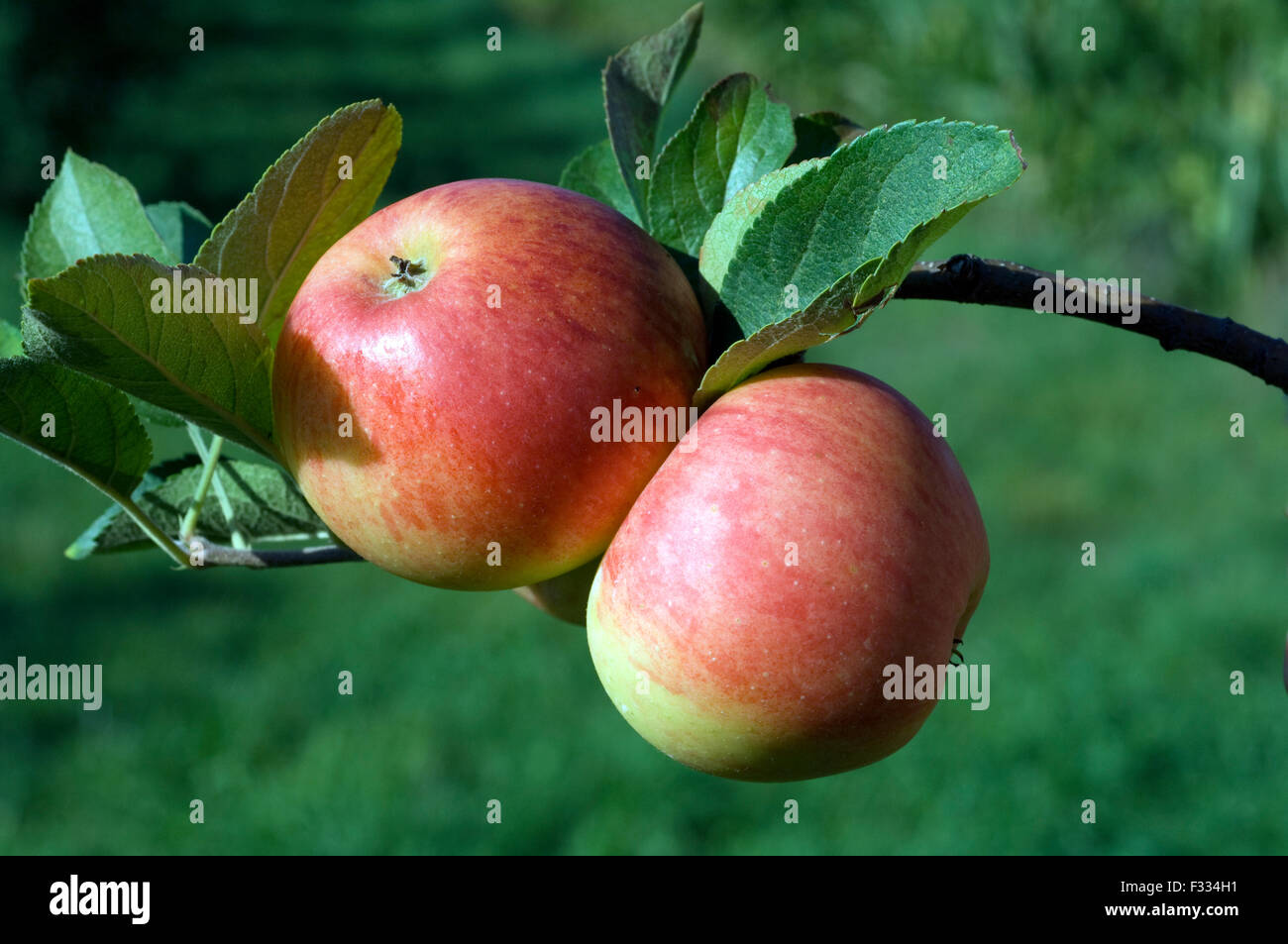 Elstar, Apfel, Malus, domestica Stock Photo - Alamy