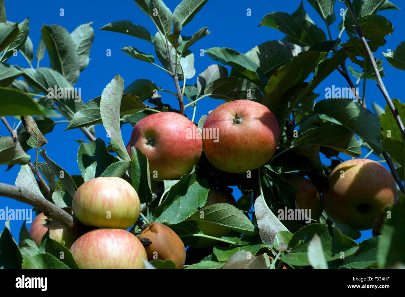 Elstar, Apfel, Malus, domestica Stock Photo - Alamy