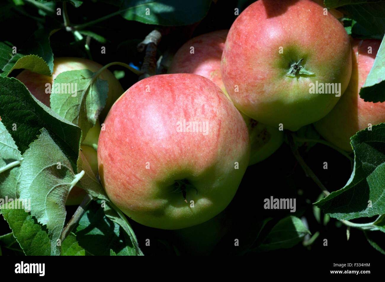 Elstar, Apfel, Malus, domestica Stock Photo - Alamy