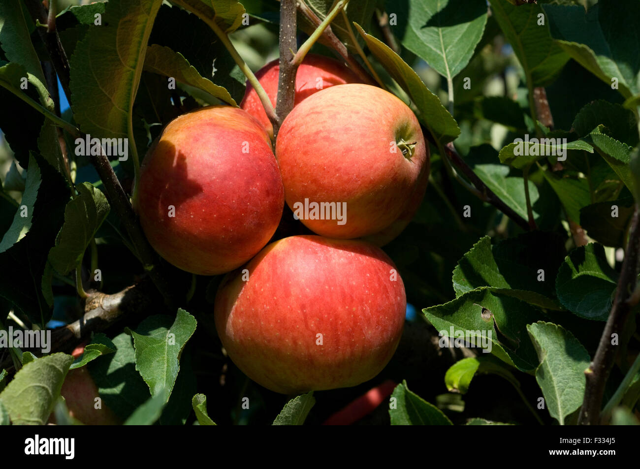 Elstar, Apfel, Malus, domestica Stock Photo - Alamy