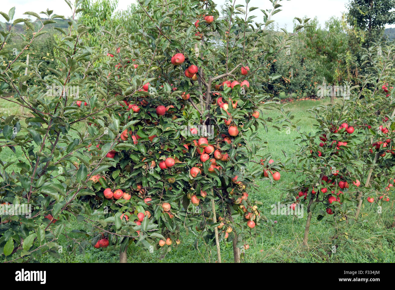 Elstar, Apfel, Malus, domestica Stock Photo - Alamy