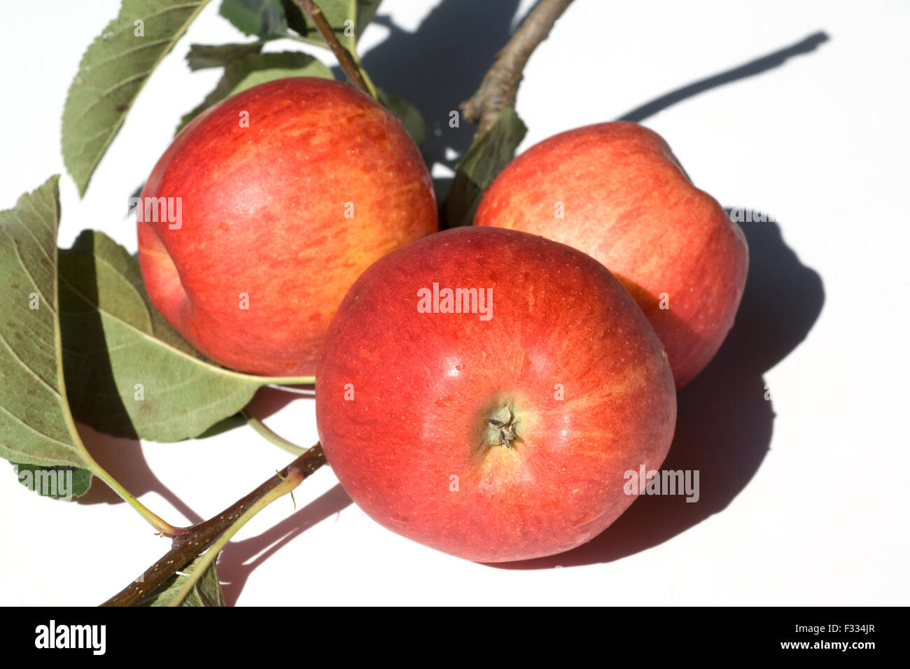 Elstar, Apfel, Malus, domestica Stock Photo - Alamy