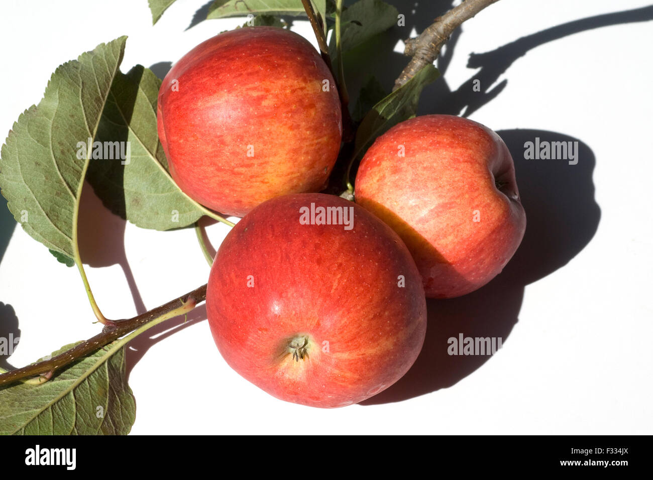 Elstar, Apfel, Malus, domestica Stock Photo - Alamy