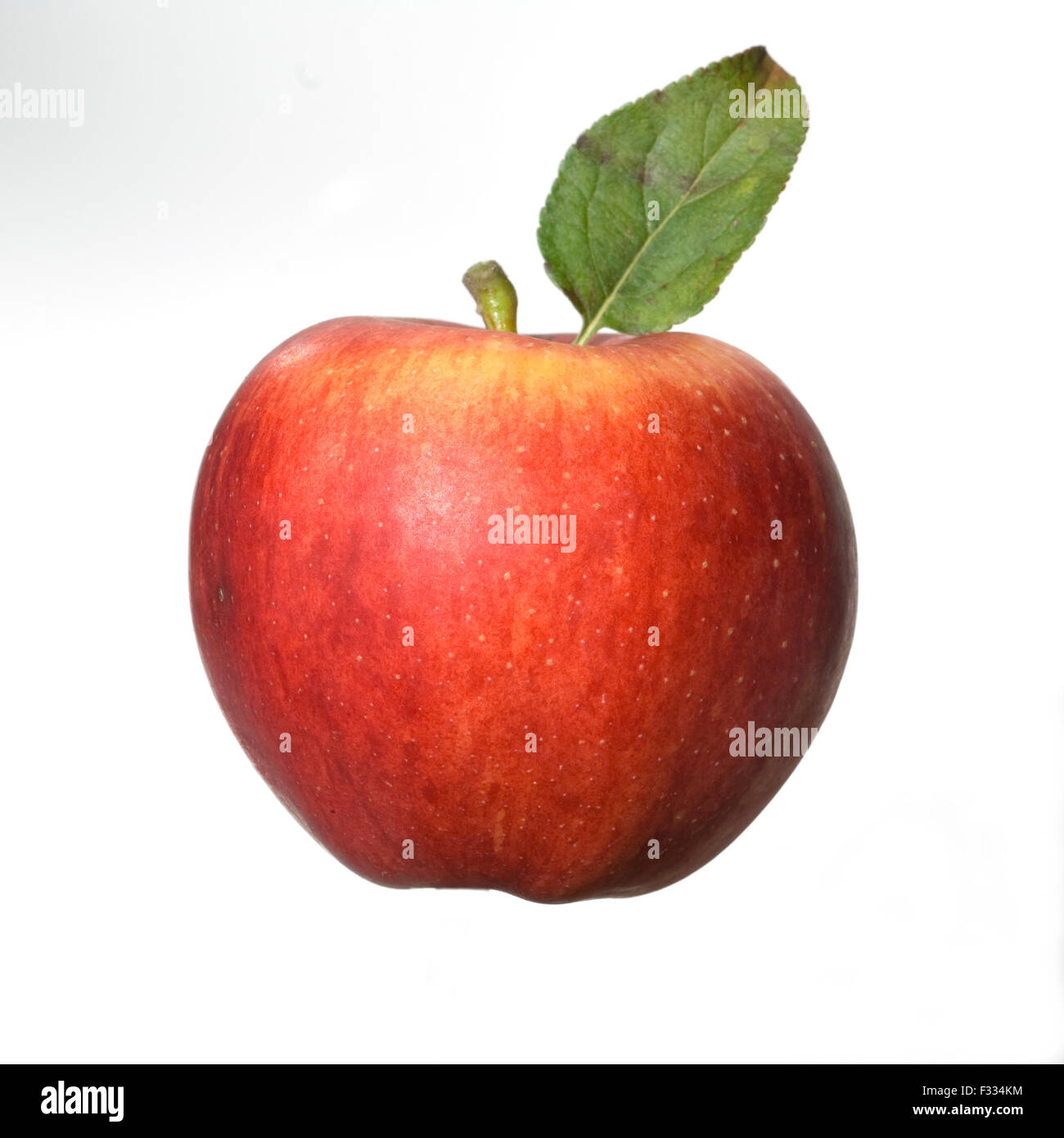 Elstar, Apfel, Malus, domestica Stock Photo - Alamy