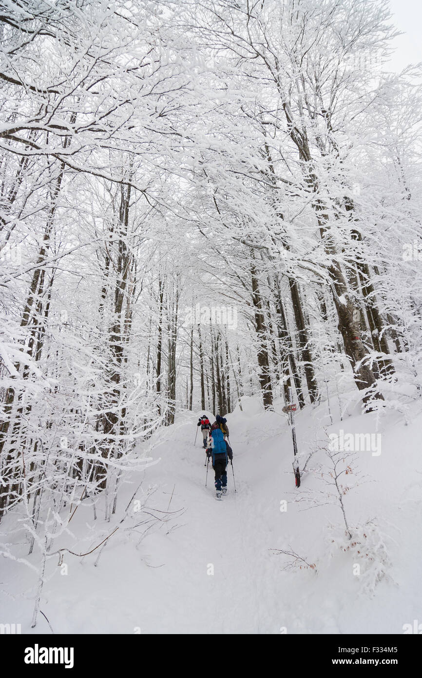 Group of people walking in a forest with snow rackets Stock Photo - Alamy