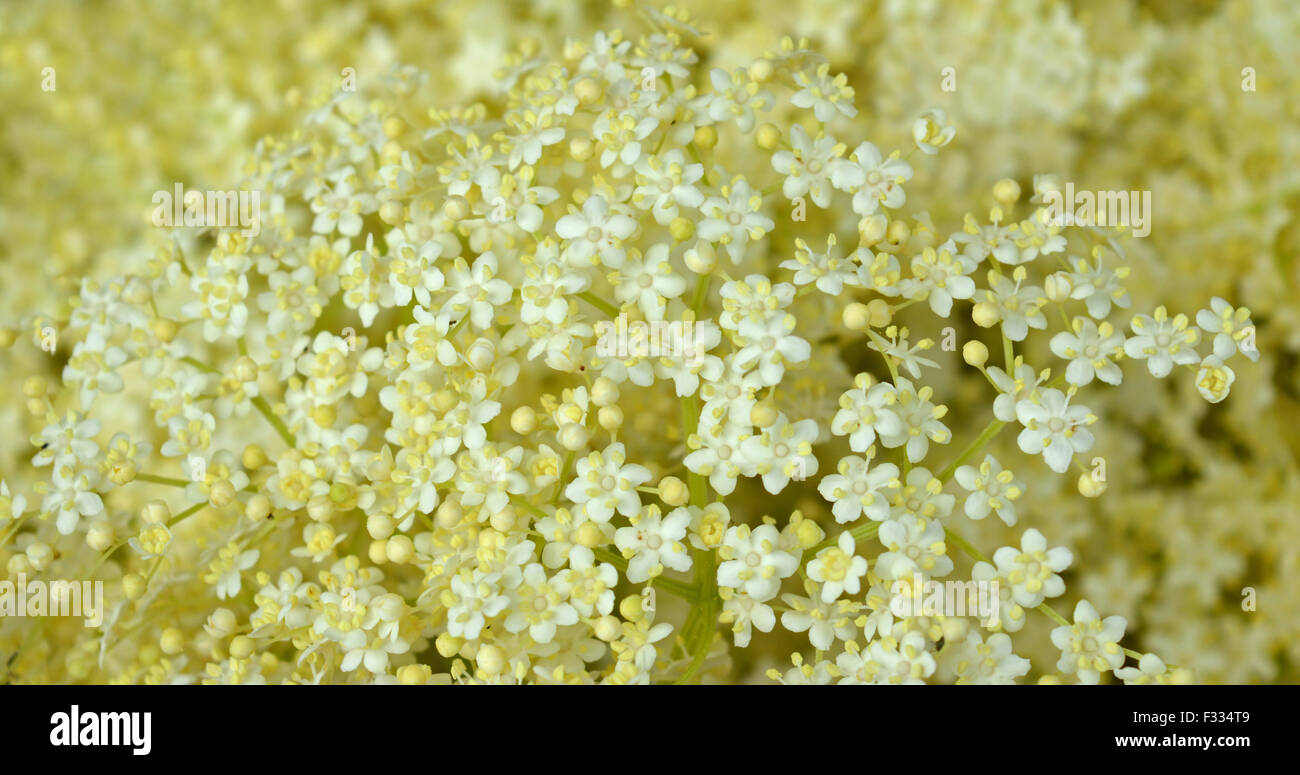 Elderflower hi-res stock photography and images - Alamy