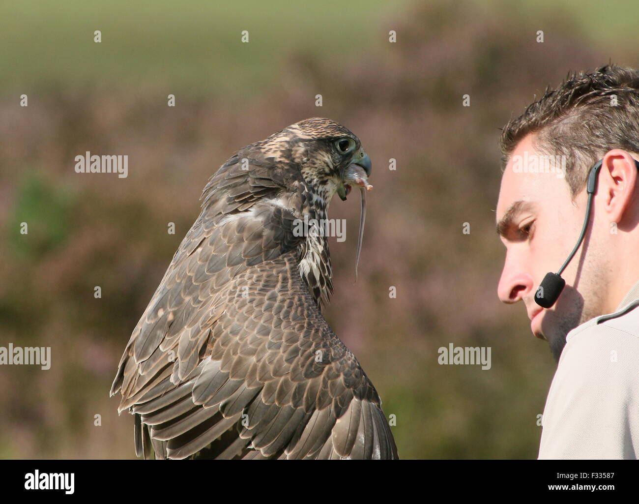 Handheld wings hi-res stock photography and images - Alamy