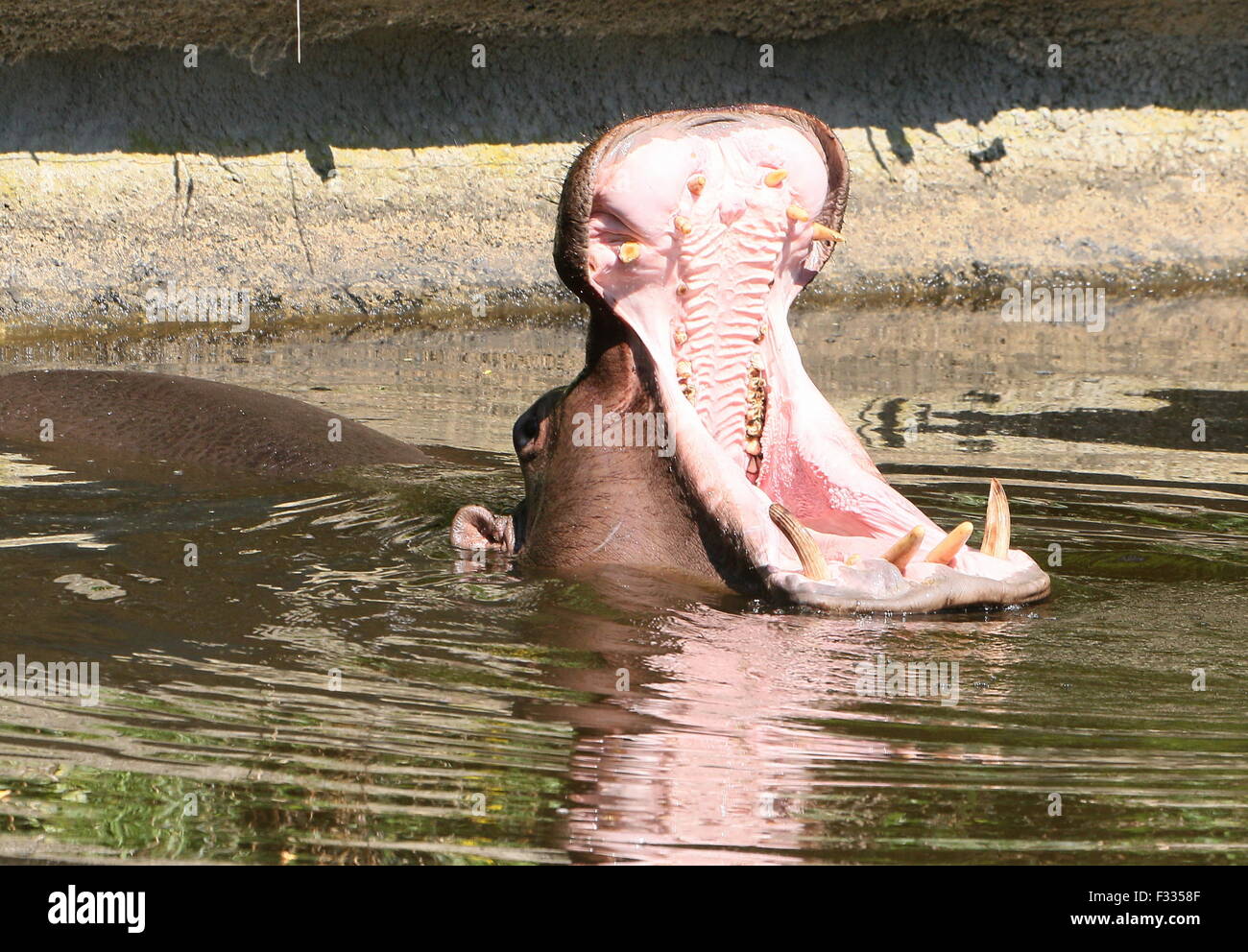 African Hippo (Hippopotamus amphibius) in close-up, rearing head up ...