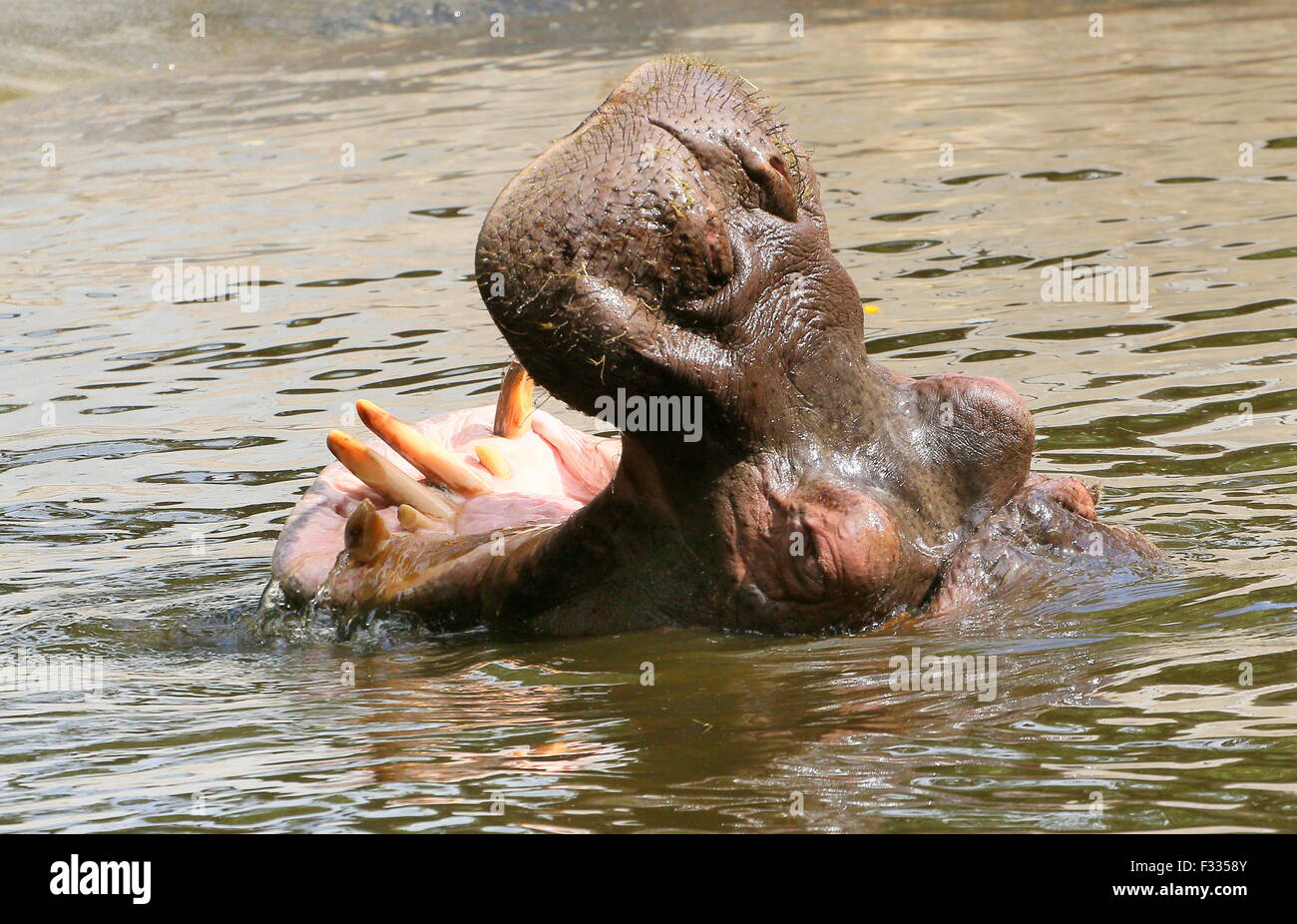 African Hippo (Hippopotamus amphibius) in close-up, rearing head up ...