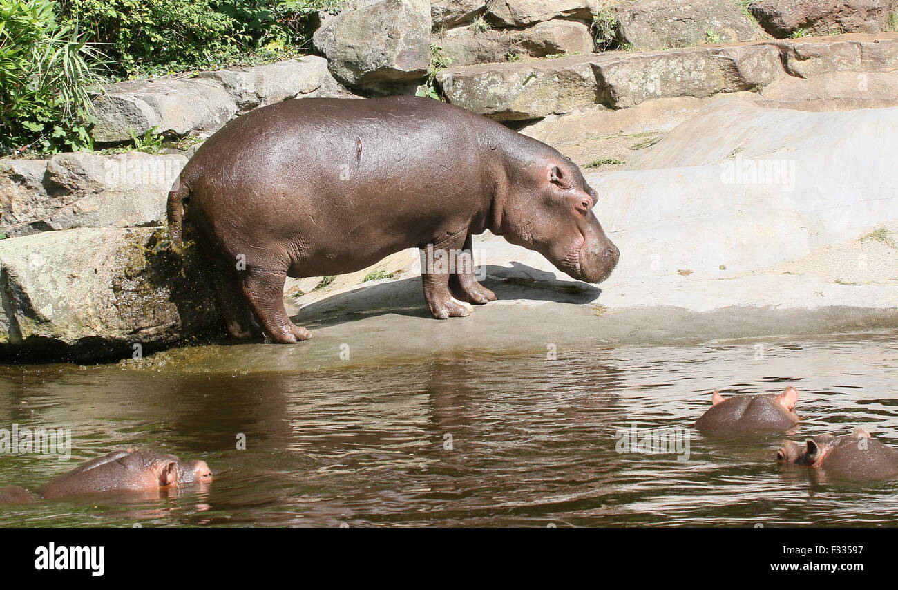 African Hippo (Hippopotamus amphibius) spraying dung to mark its ...