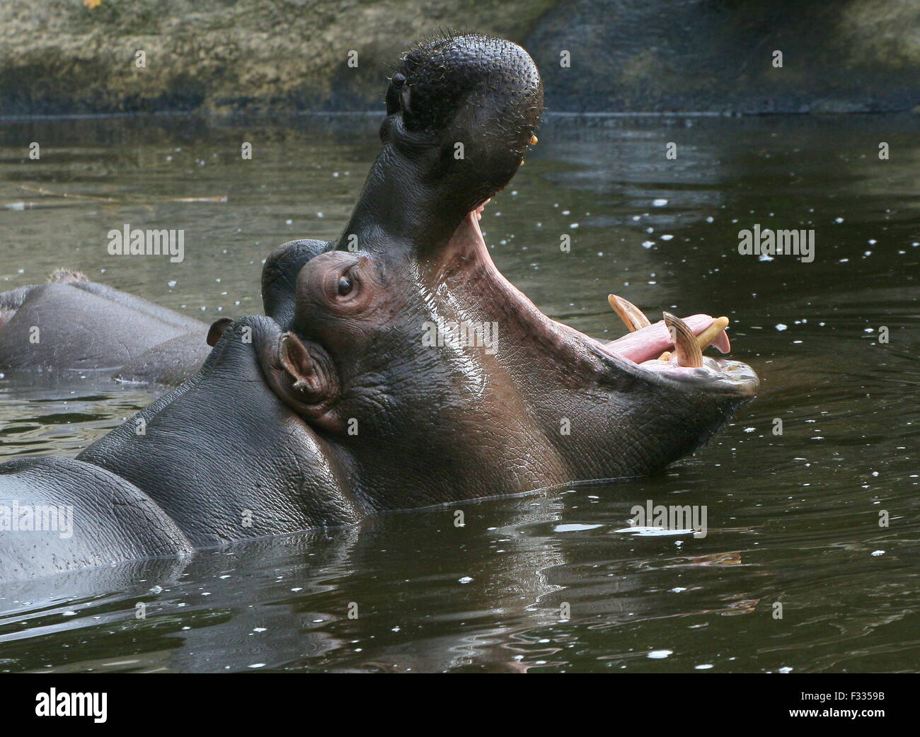 African Hippo (Hippopotamus amphibius) in close-up, rearing head up ...