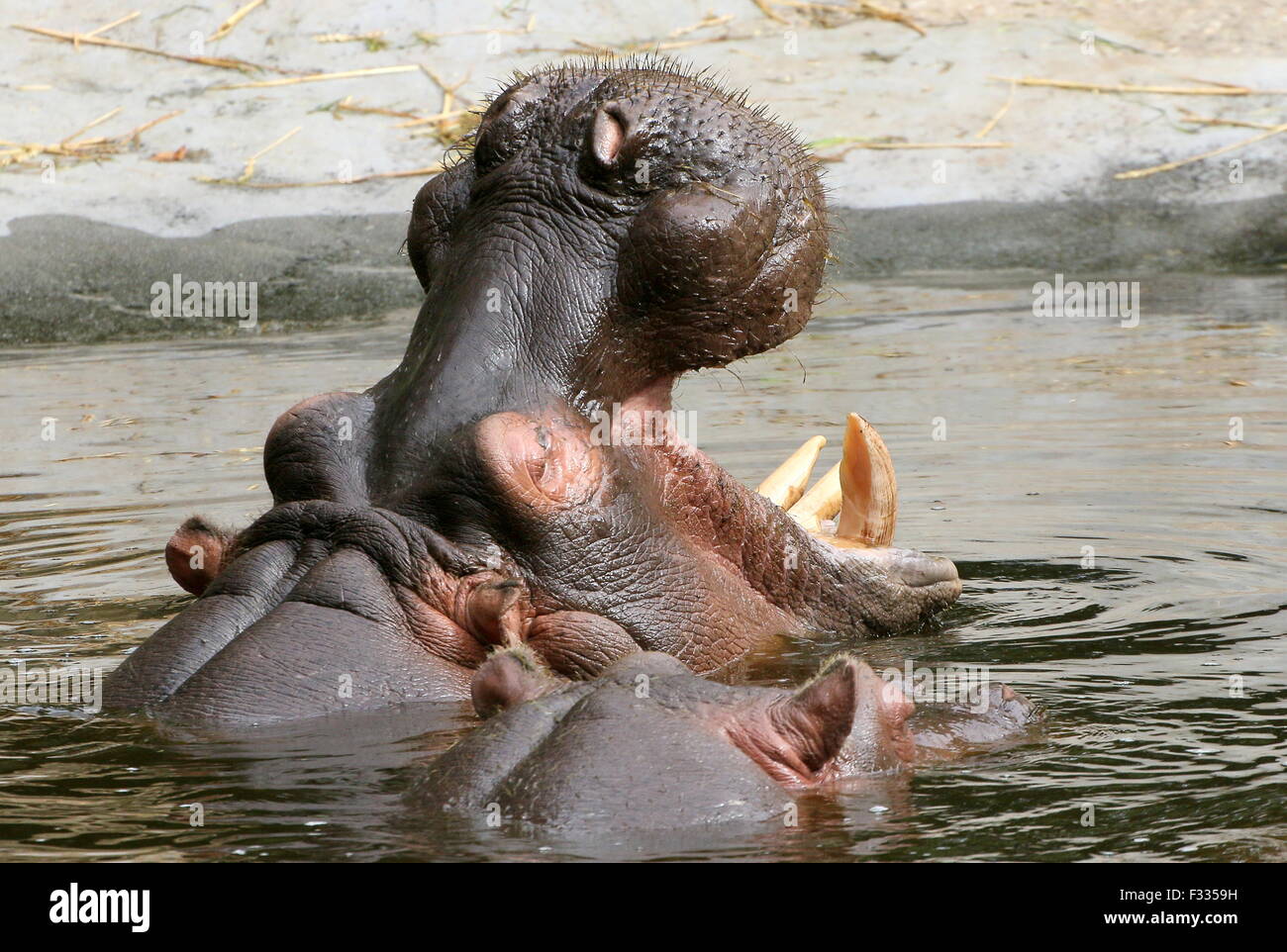 African Hippo (Hippopotamus amphibius) in close-up, rearing head up ...