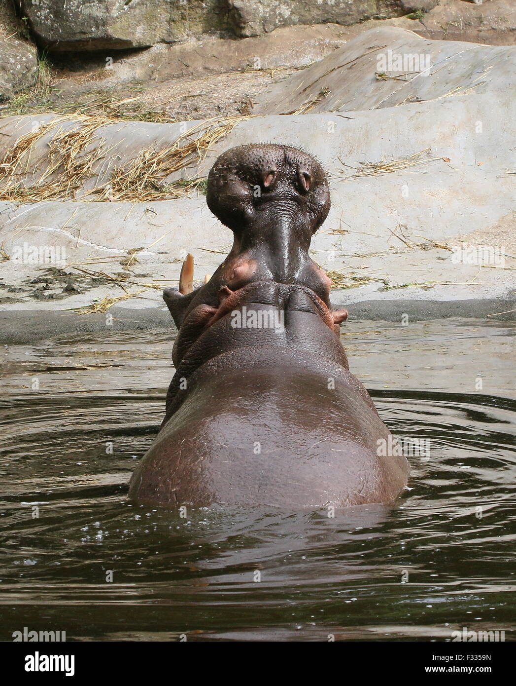African Hippo (Hippopotamus amphibius) in close-up, rearing head up ...