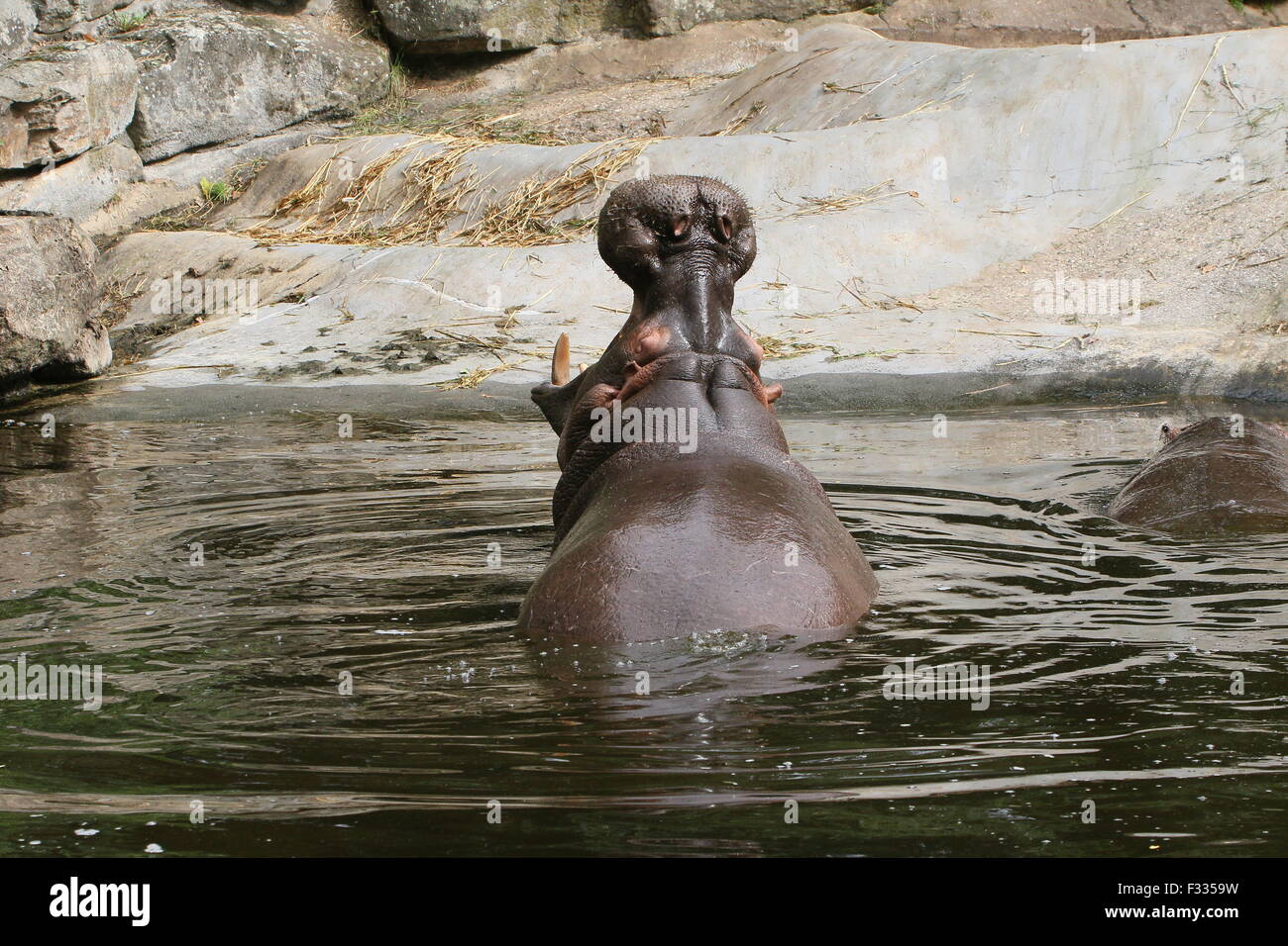 African Hippo (Hippopotamus amphibius) in close-up, rearing head up ...