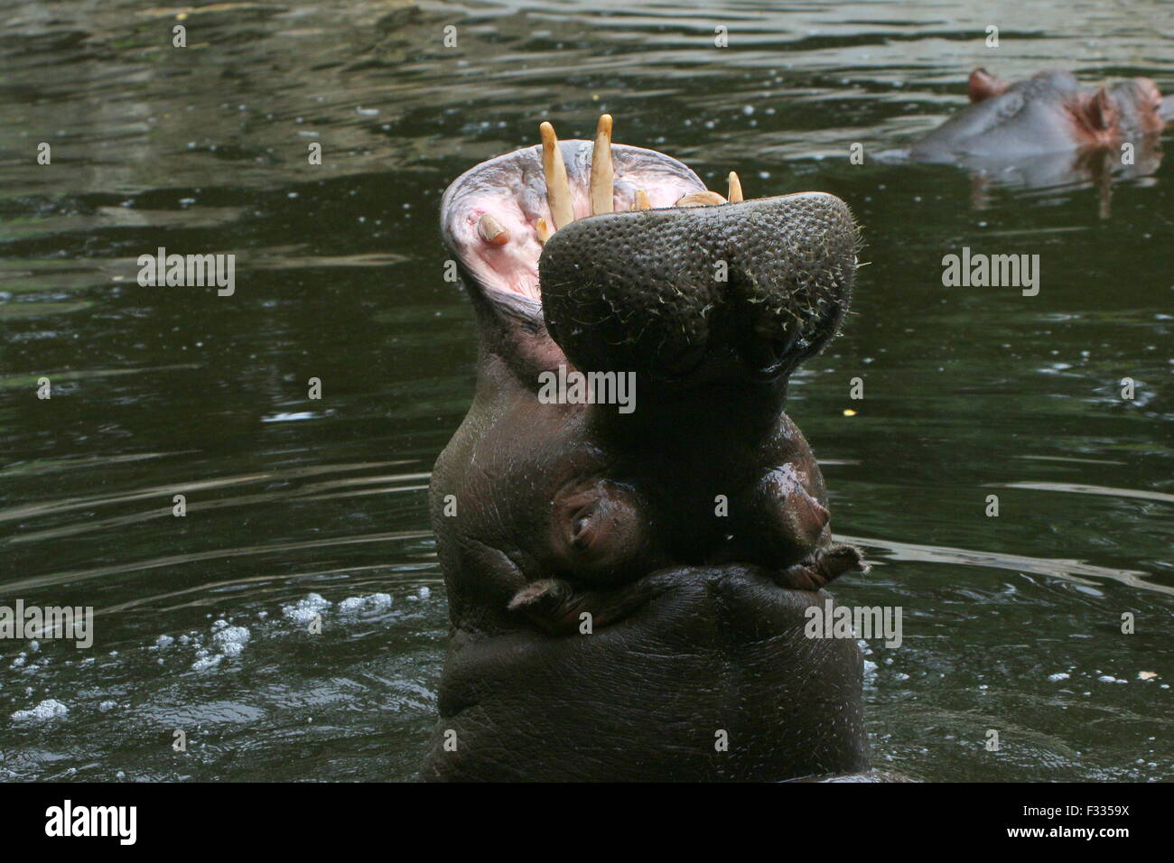 African Hippo (Hippopotamus amphibius) in close-up, rearing head up ...