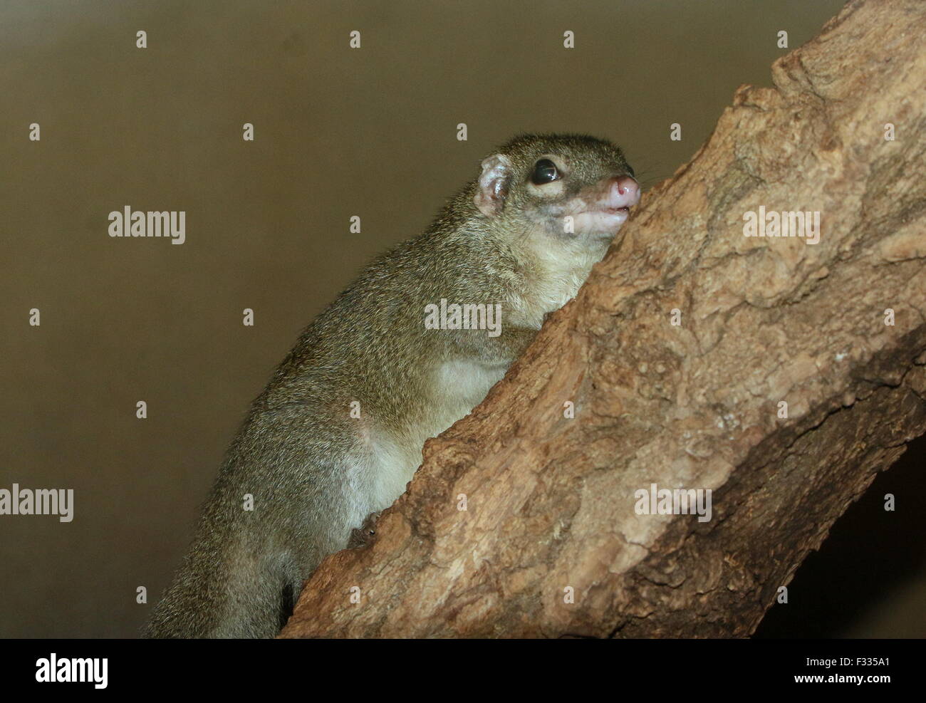 Southeast Asian Common Tree Shrew (Tupaia glis Stock Photo - Alamy