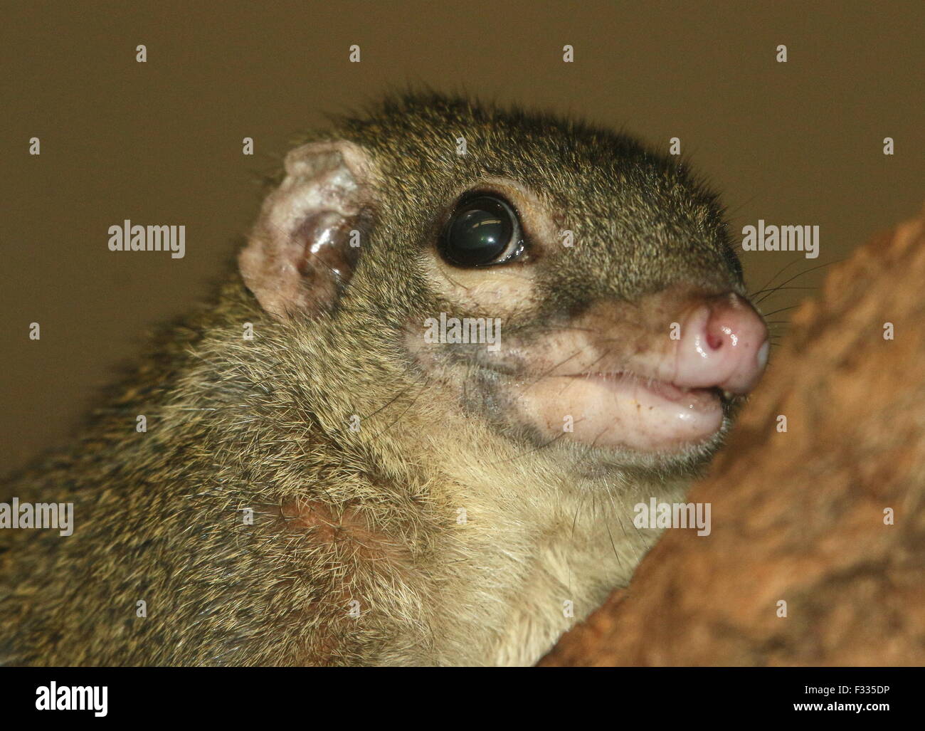 Tree Shrews Habitats