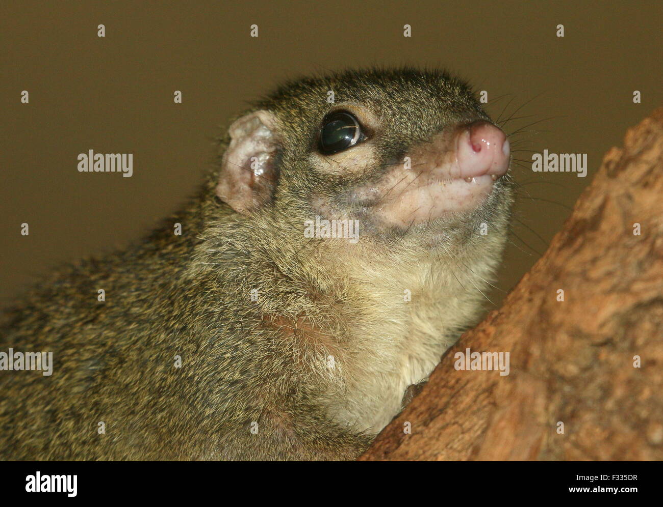 Tupaia hi-res stock photography and images - Alamy