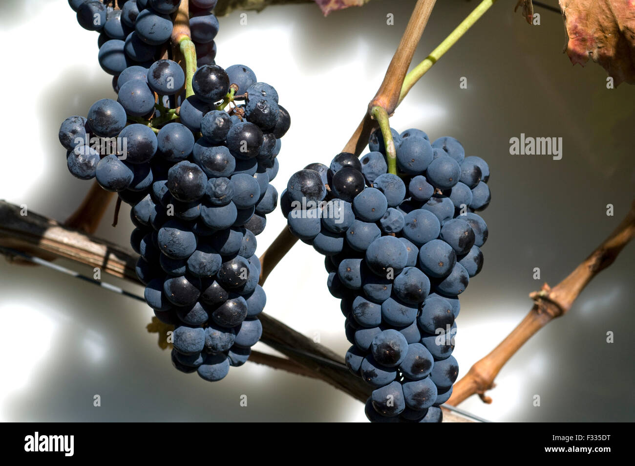 Lemberger, Blaufraenkisch, Blauer Limberger Stock Photo - Alamy