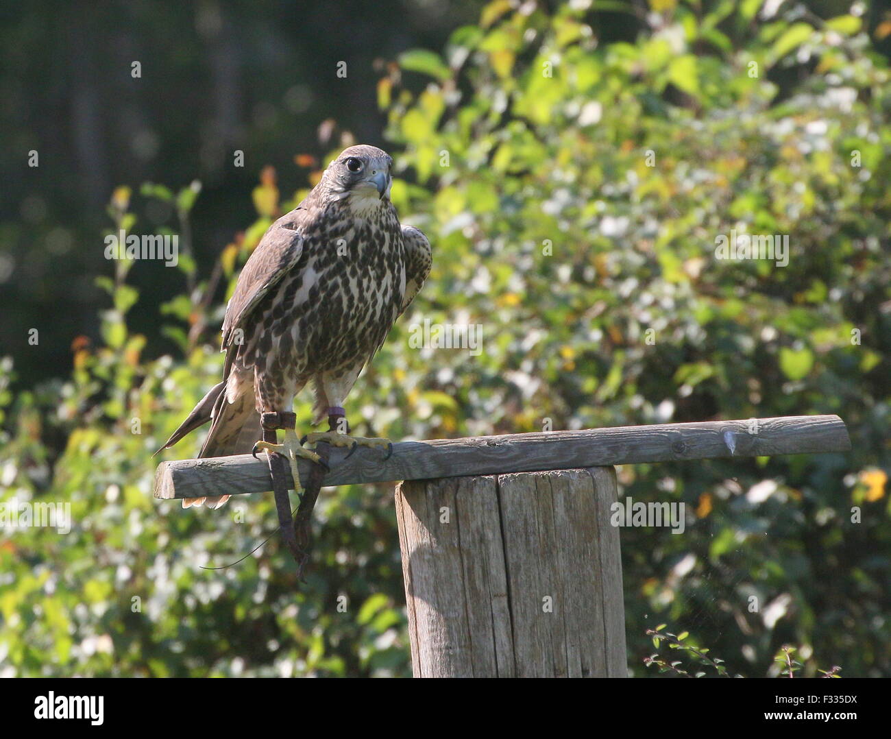 Captive Saker falcon during a bird of prey show at Safaripark Beekse ...