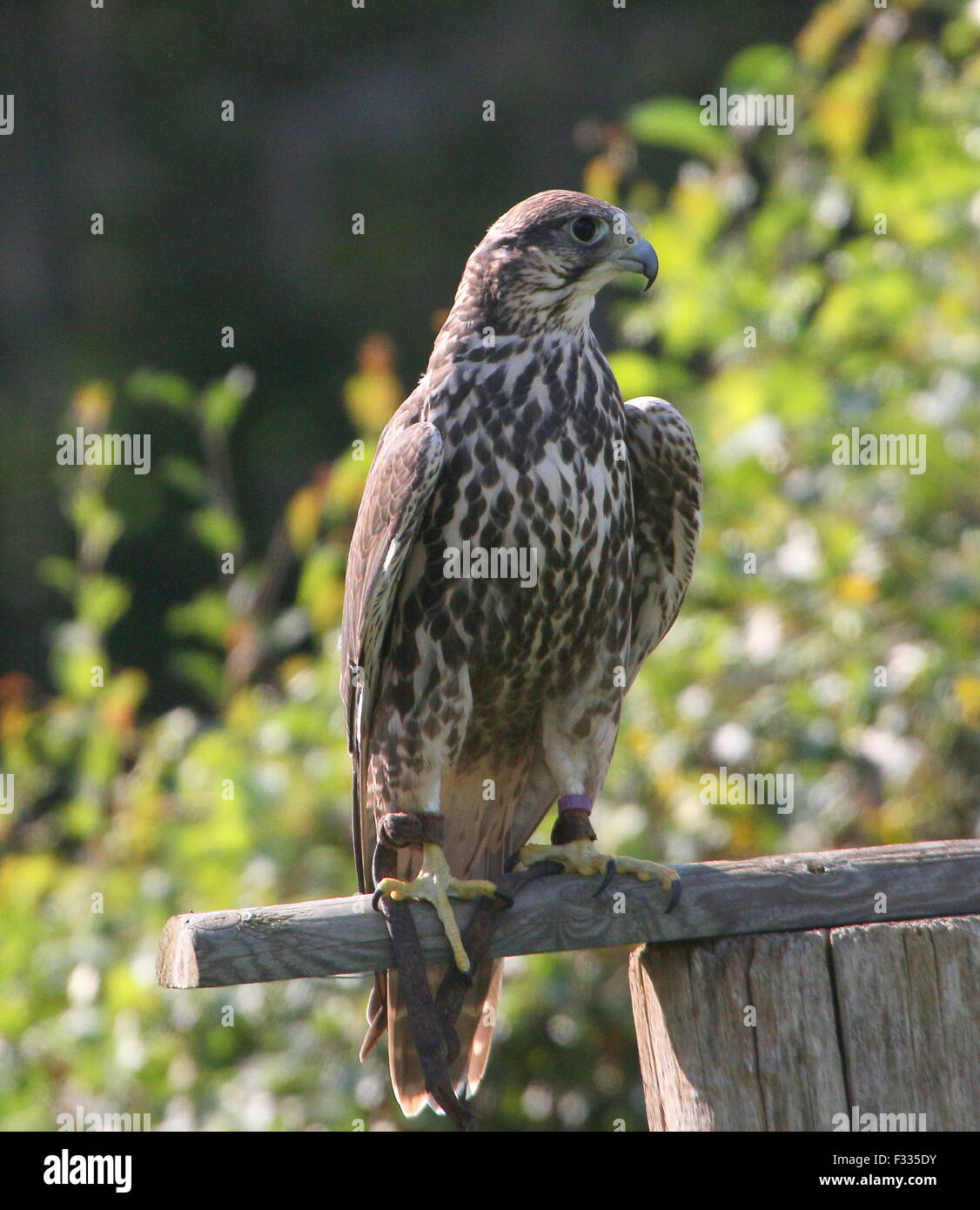 Captive Saker falcon during a bird of prey show at Safaripark Beekse ...