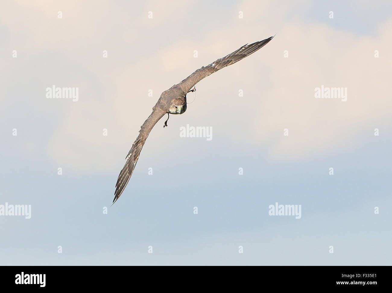 Saker falcon in flight during a bird of prey show at Beekse Bergen Zoo ...
